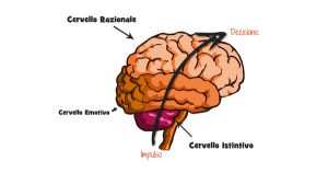 La teoria del cervello tripartito: quali sono le tre parti che ...