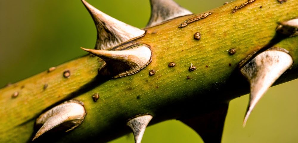 Parafilie: cosa sono e 5 caratteristiche da conoscere