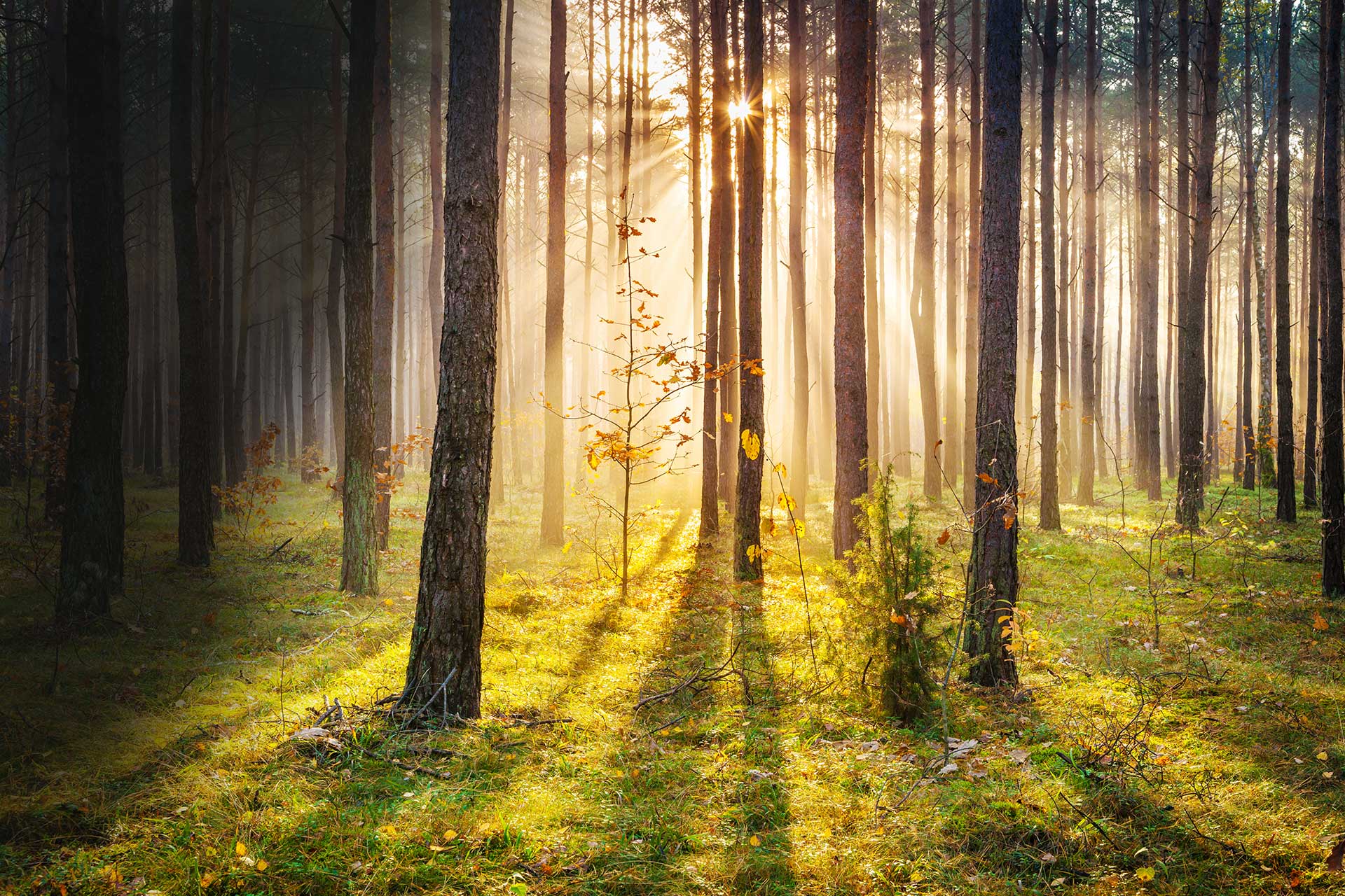 Test del Bosco: le 5 informazioni più importanti che possiamo trarne